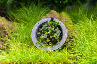 Bucephalandra Mini Coin Aquarium Plant — Buce Plant