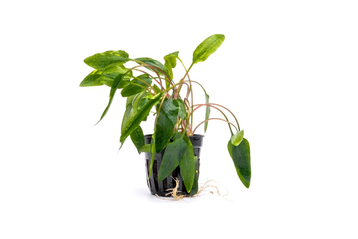 Cryptocoryne Wendtii Affinis Red Aquarium Plant — Buce Plant