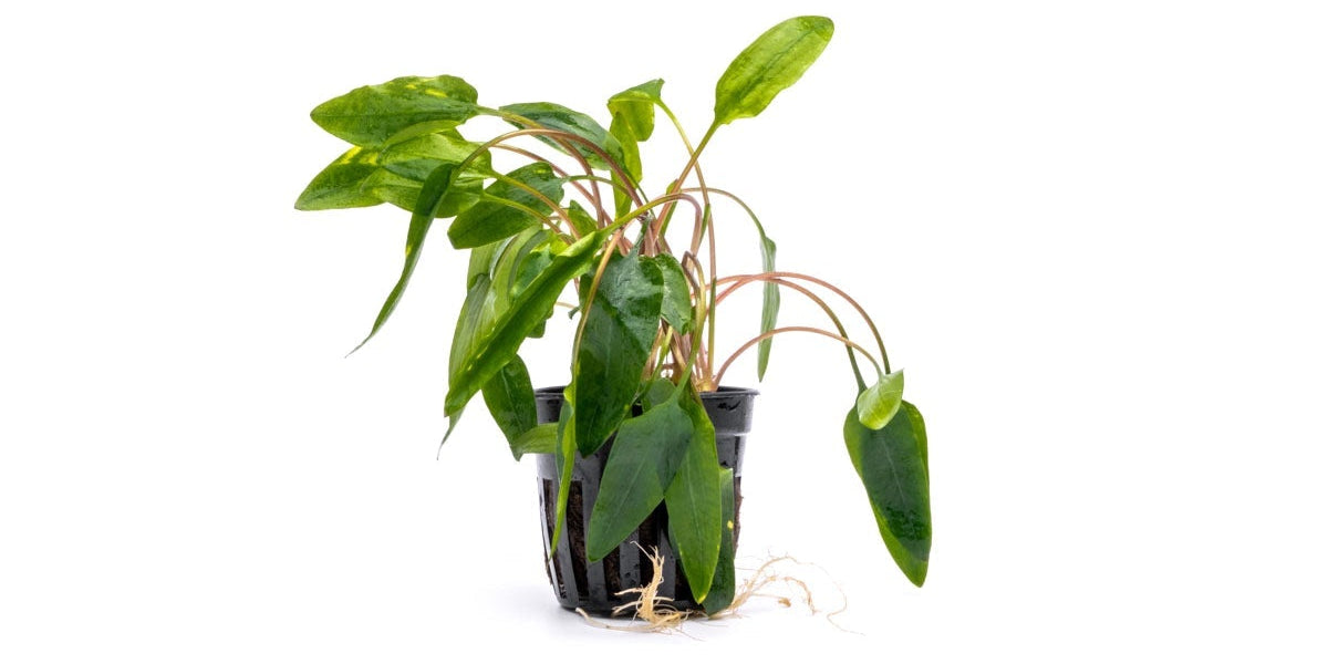 Cryptocoryne Wendtii Affinis Red Aquarium Plant — Buce Plant