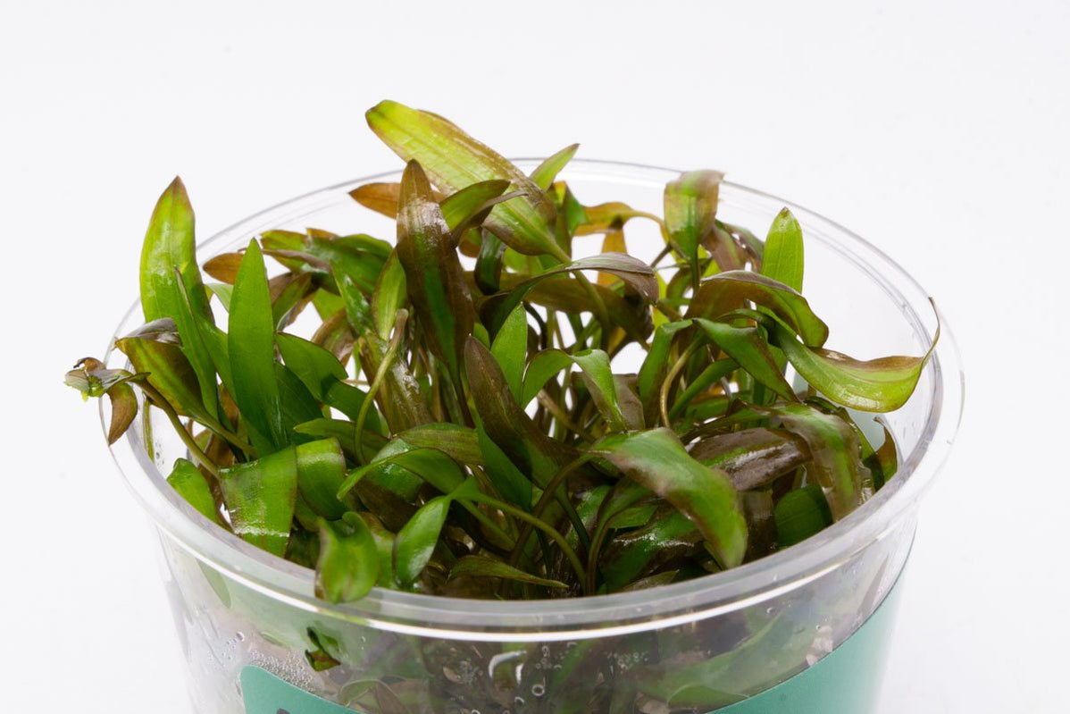 Cryptocoryne Aquarium Plant — Buce Plant