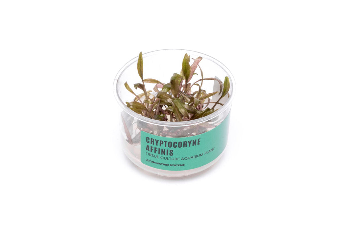 Cryptocoryne Affinis UNS Tissue Culture — Buce Plant