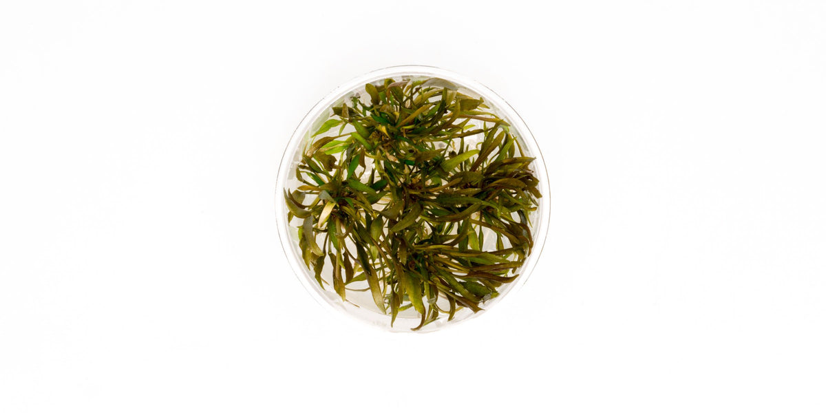 Cryptocoryne Axelrodi Tissue Culture Aquarium Plant — Buce Plant
