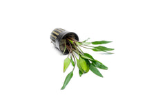Cryptocoryne Lutea Aquarium Plant — Buce Plant
