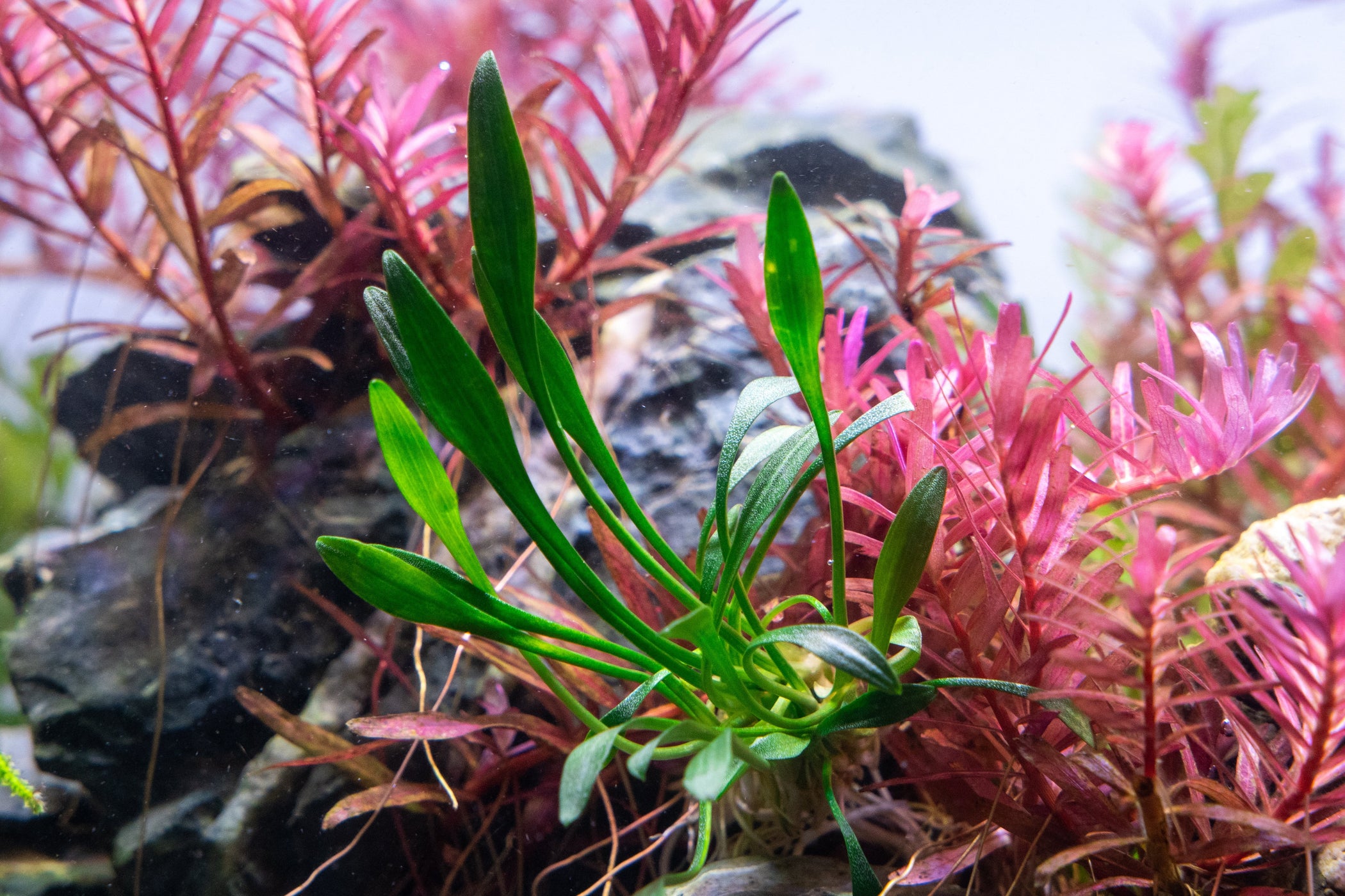 Cryptocoryne Parva Aquarium Plant — Buce Plant