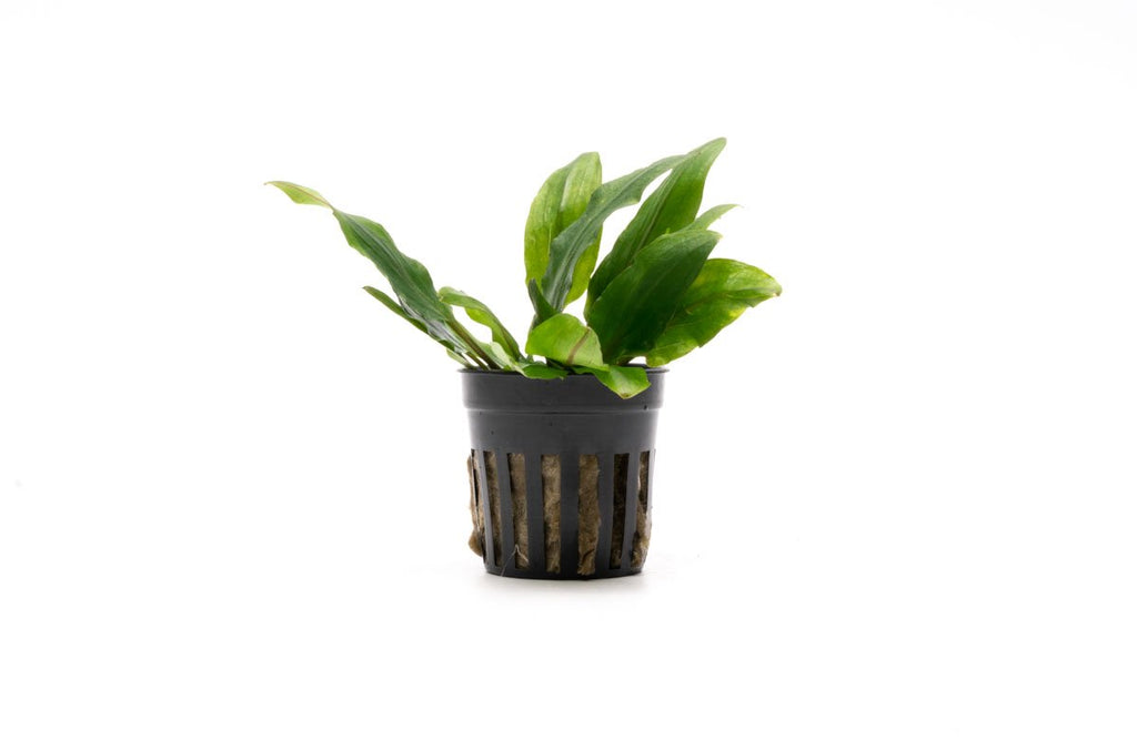 Cryptocoryne Aquarium Plant — Buce Plant