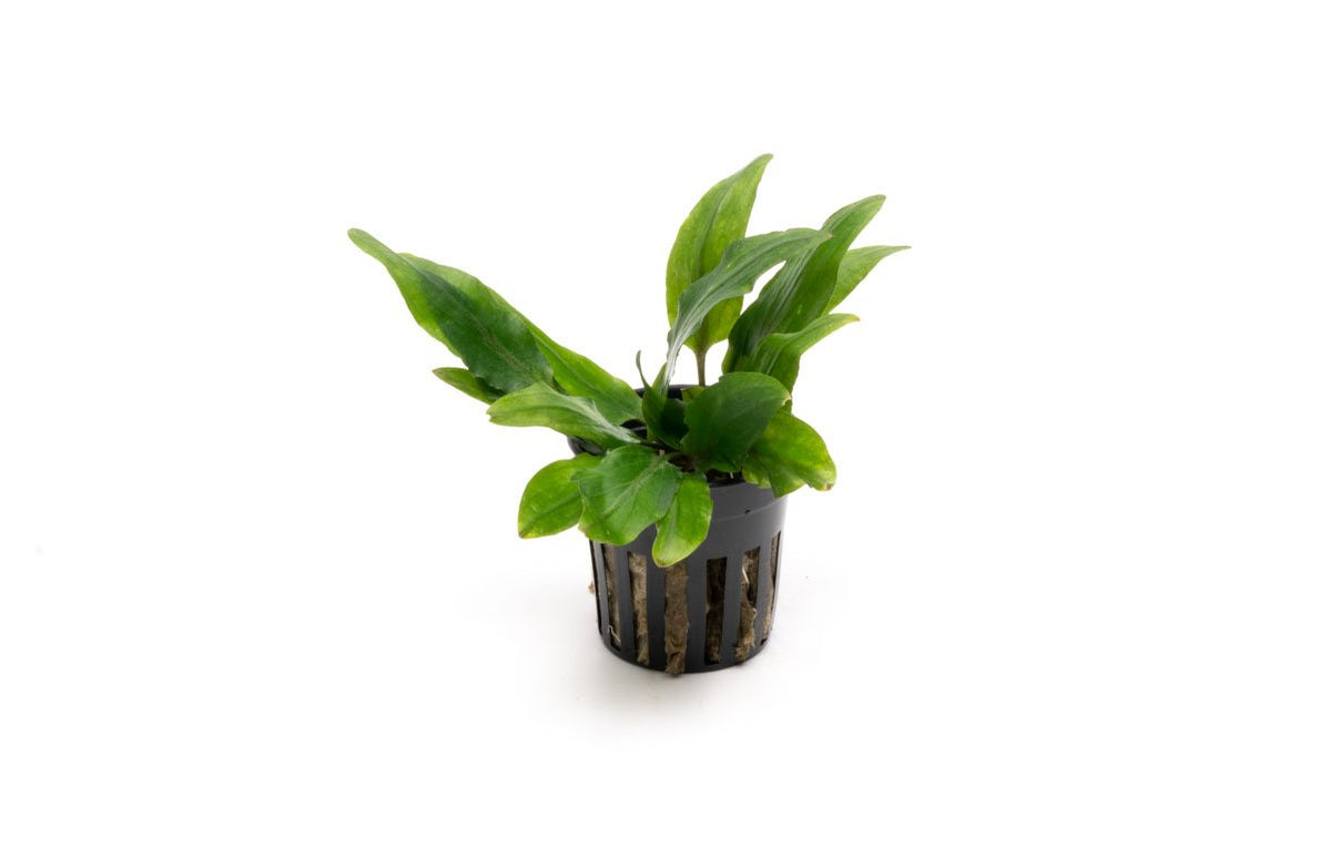 Cryptocoryne Aquarium Plant — Buce Plant