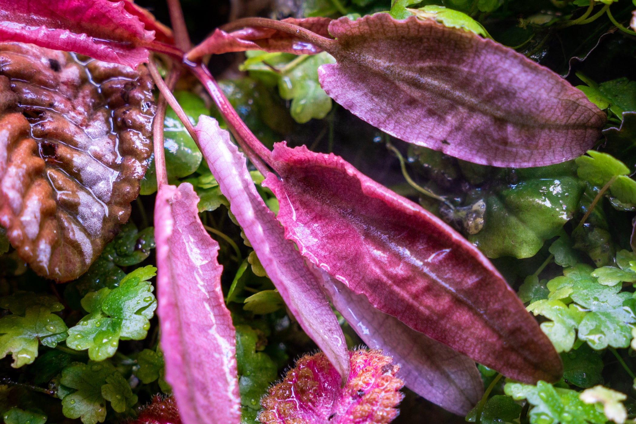 Cryptocoryne Pink Flamingo Aquarium Plant - Buce Plant