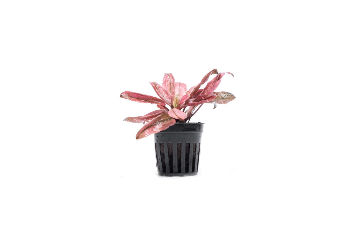 Cryptocoryne Pink Flamingo Aquarium Plant - Buce Plant