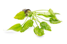 Cryptocoryne Pontederiifolia Aquarium Plant — Buce Plant