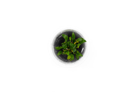 Cryptocoryne Pygmaea Aquatic Farmer Tissue Culture — Buce Plant