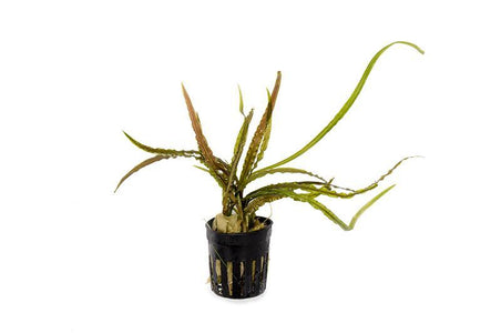 Cryptocoryne Retrospiralis Aquarium Plant — Buce Plant
