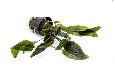 Cryptocoryne 'Tropica' Aquarium Plant — Buce Plant