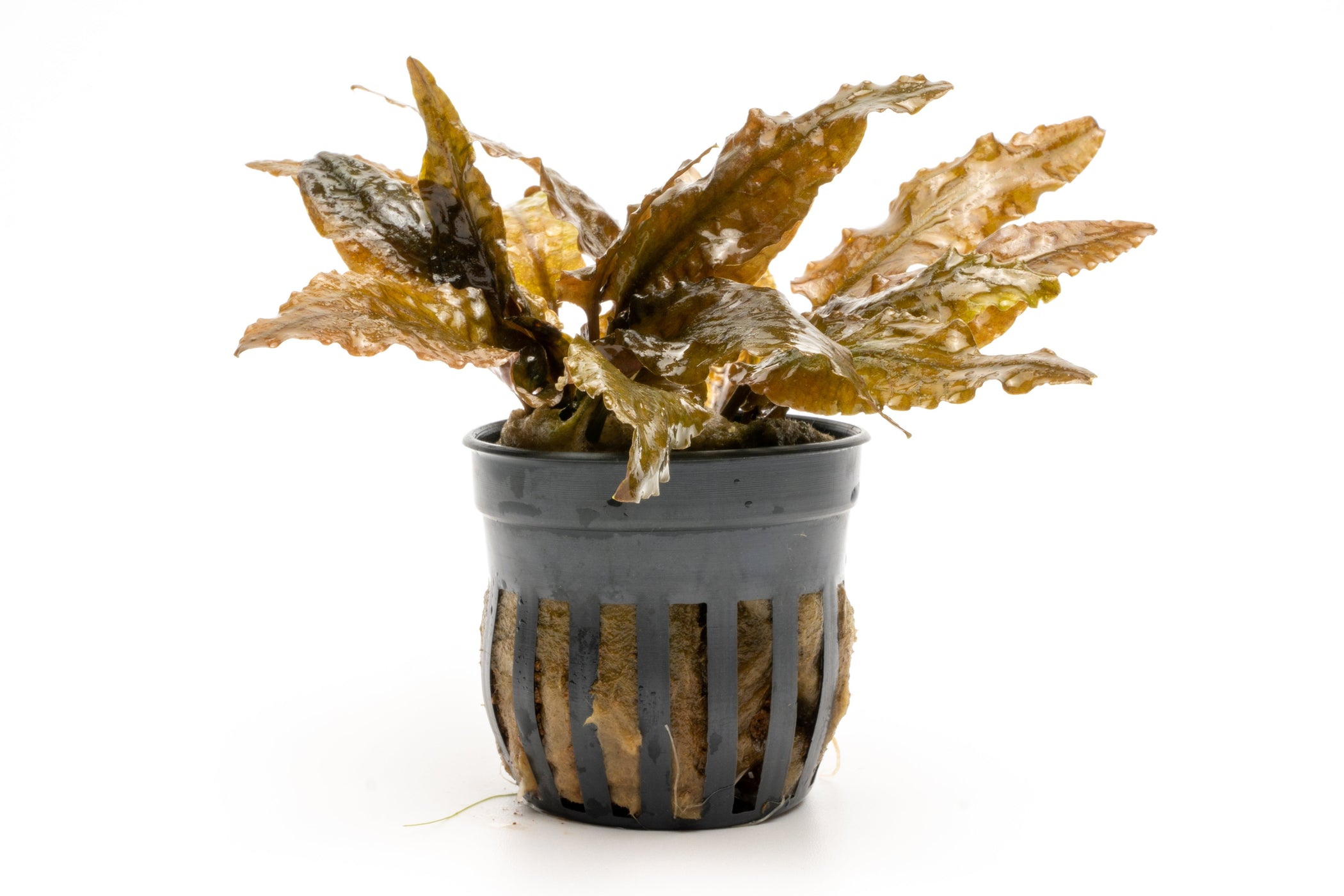 Cryptocoryne 'Tropica' Aquarium Plant — Buce Plant