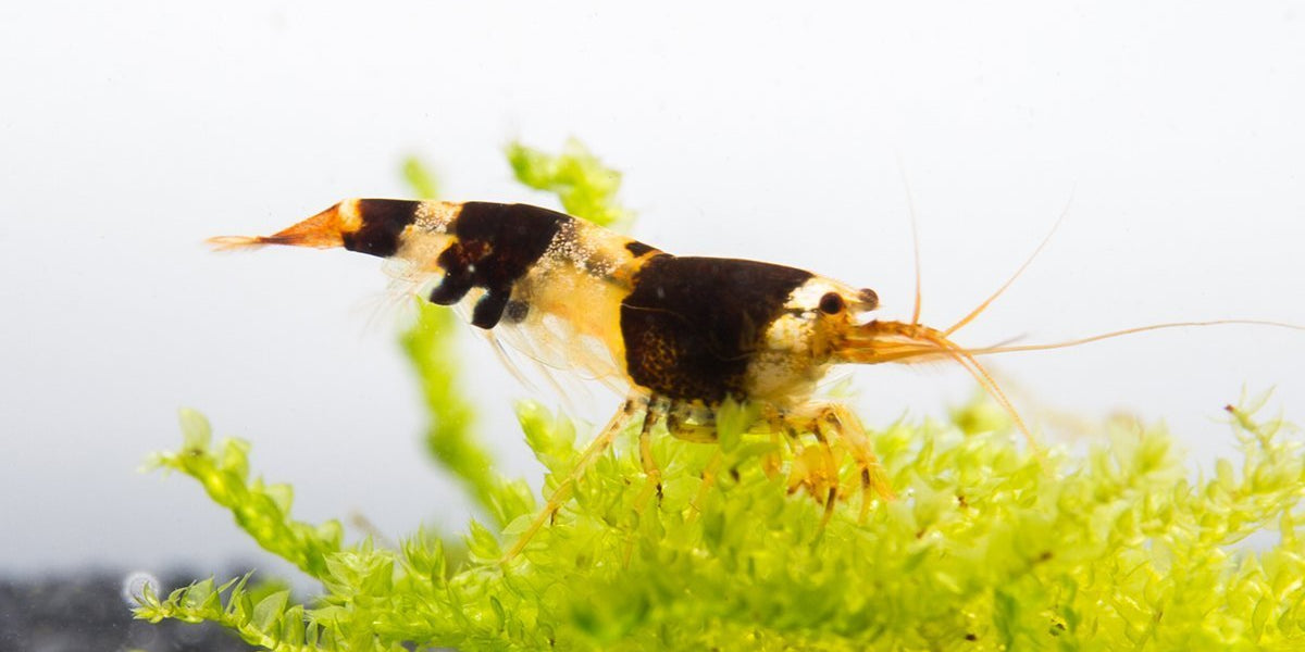 Black Bee Shrimp