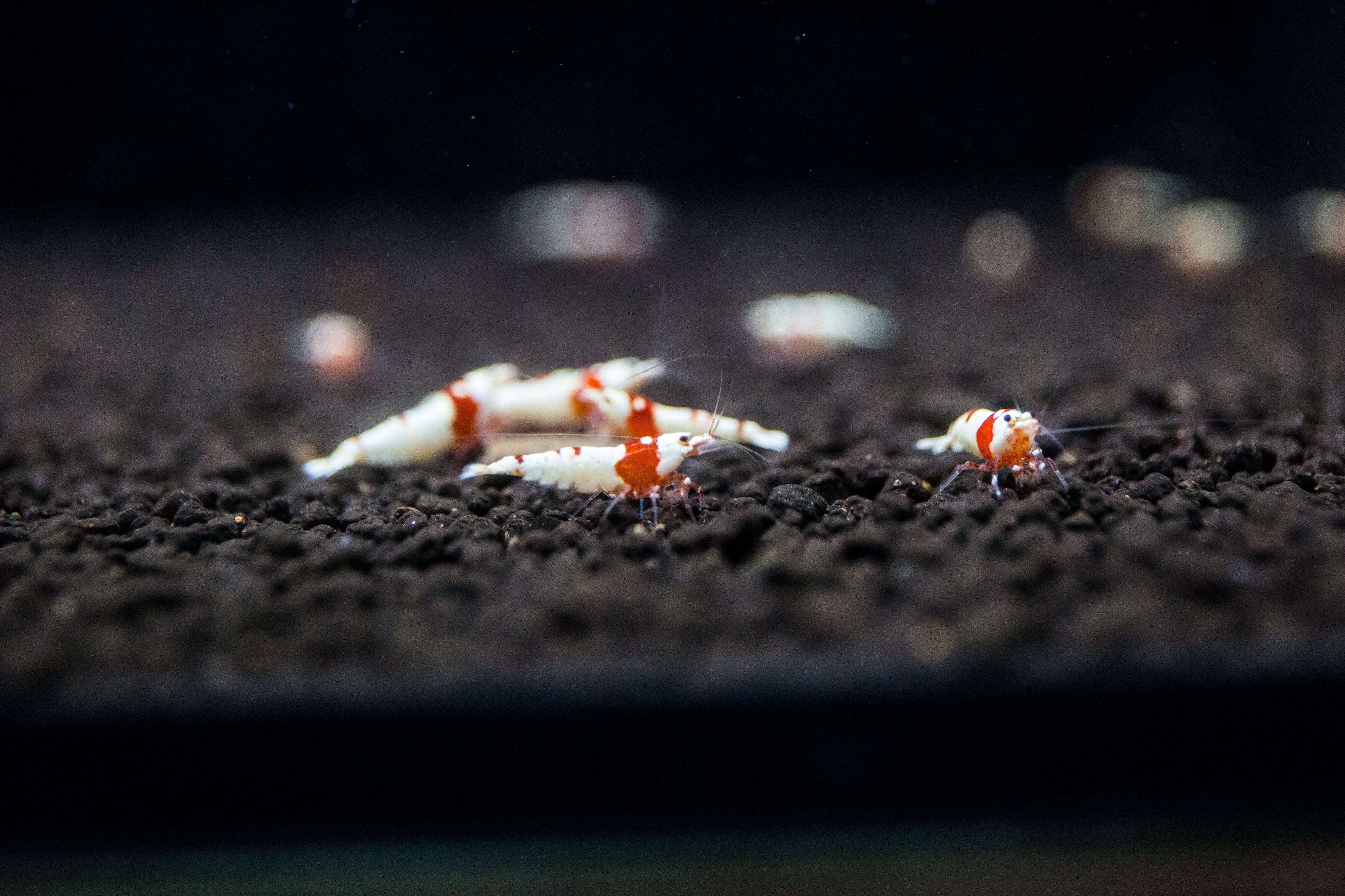 Crystal Red Shrimp (S-SS Grade) - Buce Plant