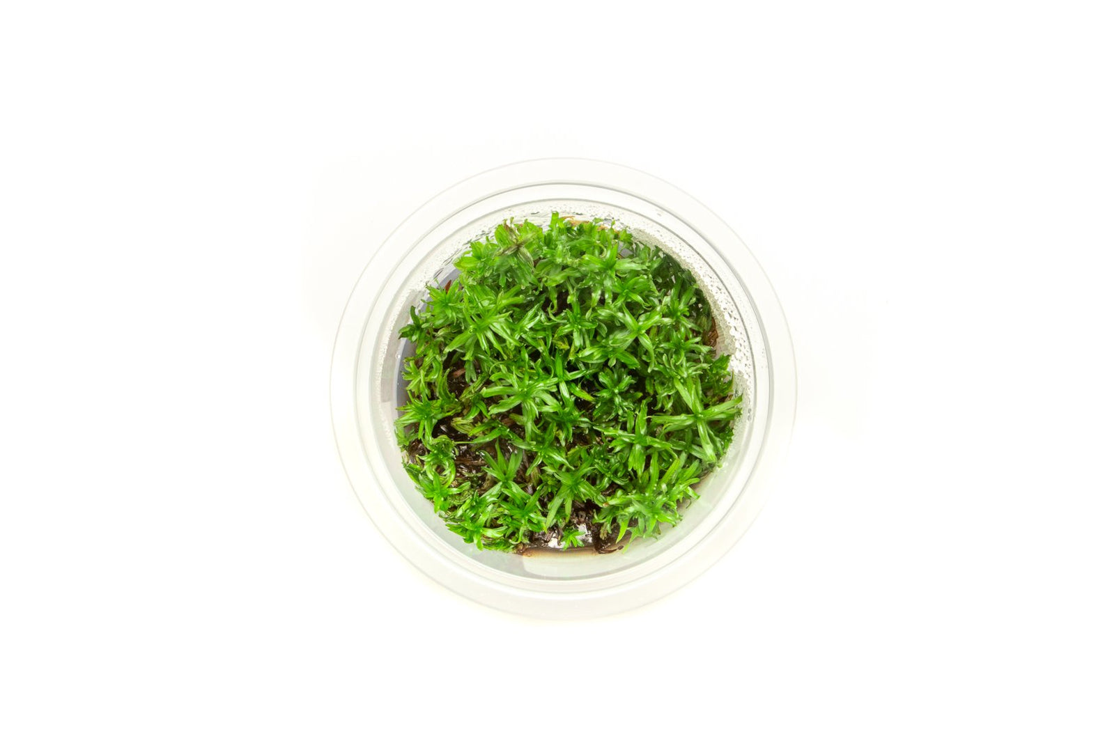 Didiplis Diandra Aquatic Farmer Tissue Culture - Buce Plant
