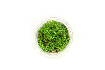 Didiplis Diandra Aquatic Farmer Tissue Culture - Buce Plant