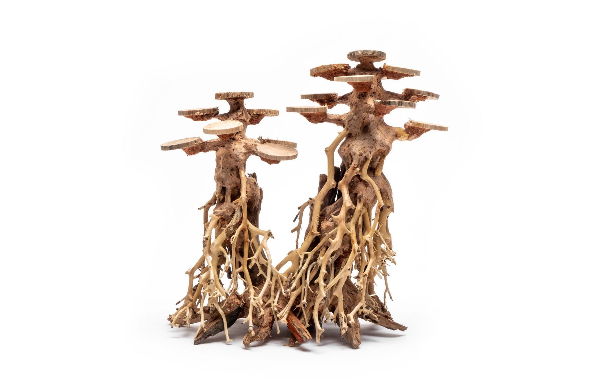 Bonsai Tree Aquarium Hardscape — Buce Plant