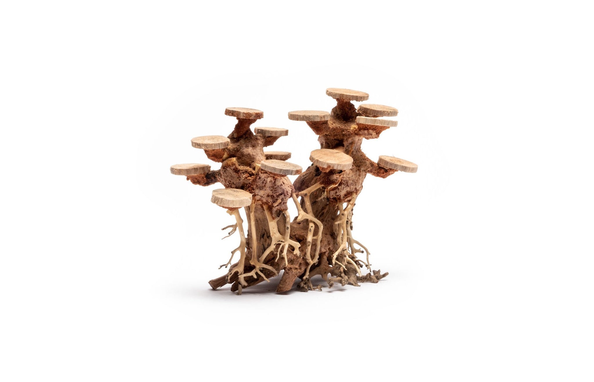 Bonsai Tree Aquarium Hardscape — Buce Plant