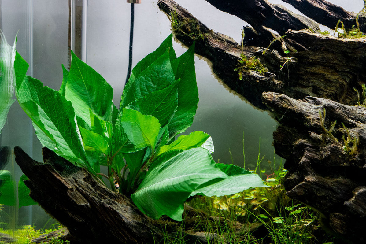 Dwarf Nomaphila Siamensis (Hygrophila Corymbosa Compact) — Buce Plant