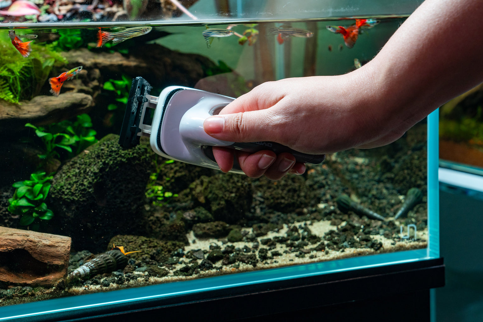 DYMAX — Buce Plant