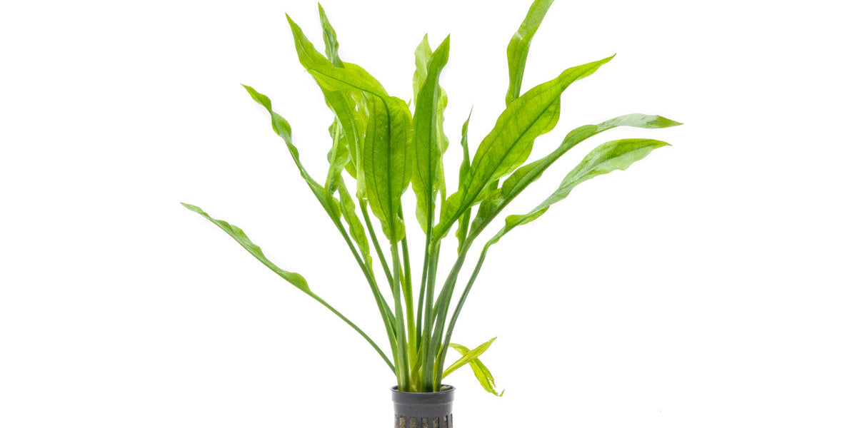 Echinodorus Bleheri / Amazon Sword - Large — Buce Plant