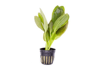 Echinodorus Ozelot Green Aquarium Plant - Buce Plant