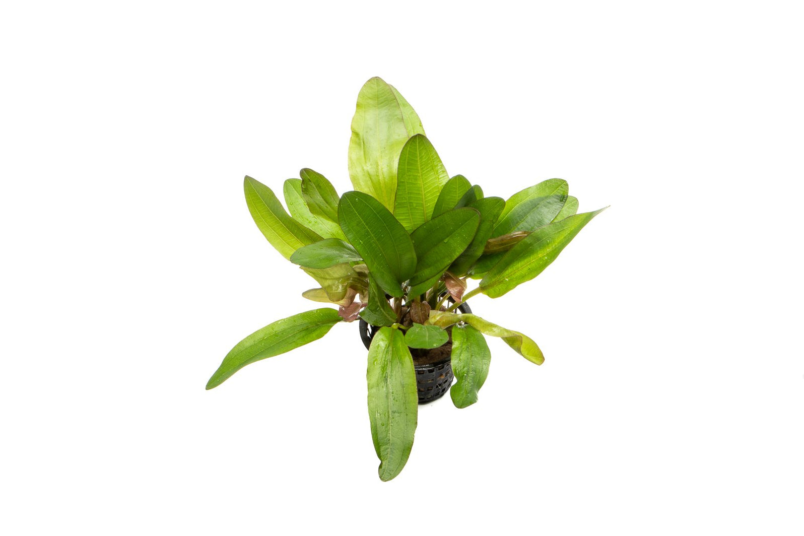 Echinodorus Red Rubin Mother Pot — Buce Plant