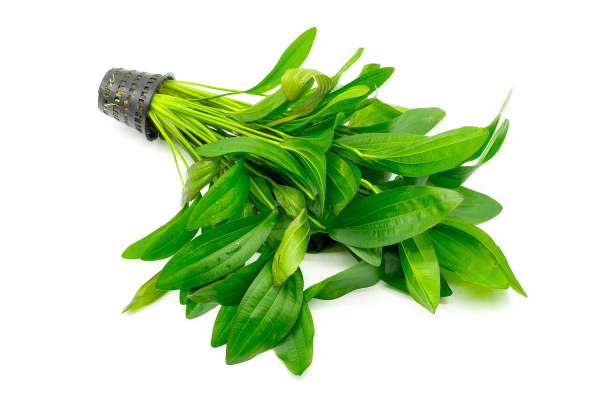 Echinodorus Red Rubin Mother Pot — Buce Plant