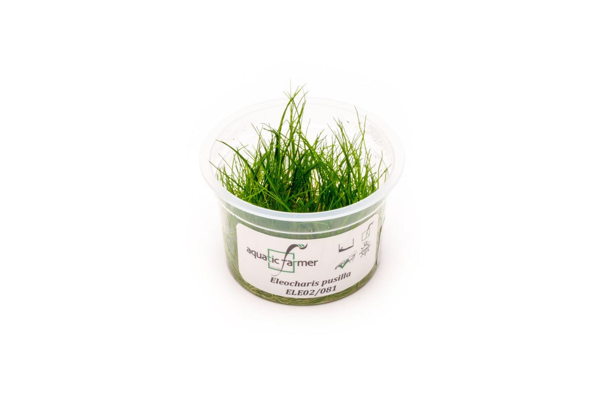 Eleocharis Pusillis Aquatic Farmer Tissue Culture — Buce Plant