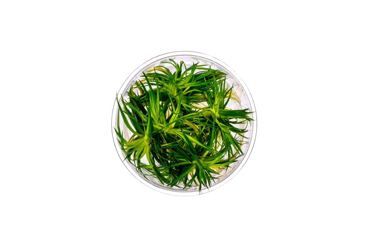Eriocaulon Cinereum Tissue Culture Aquarium Plant — Buce Plant