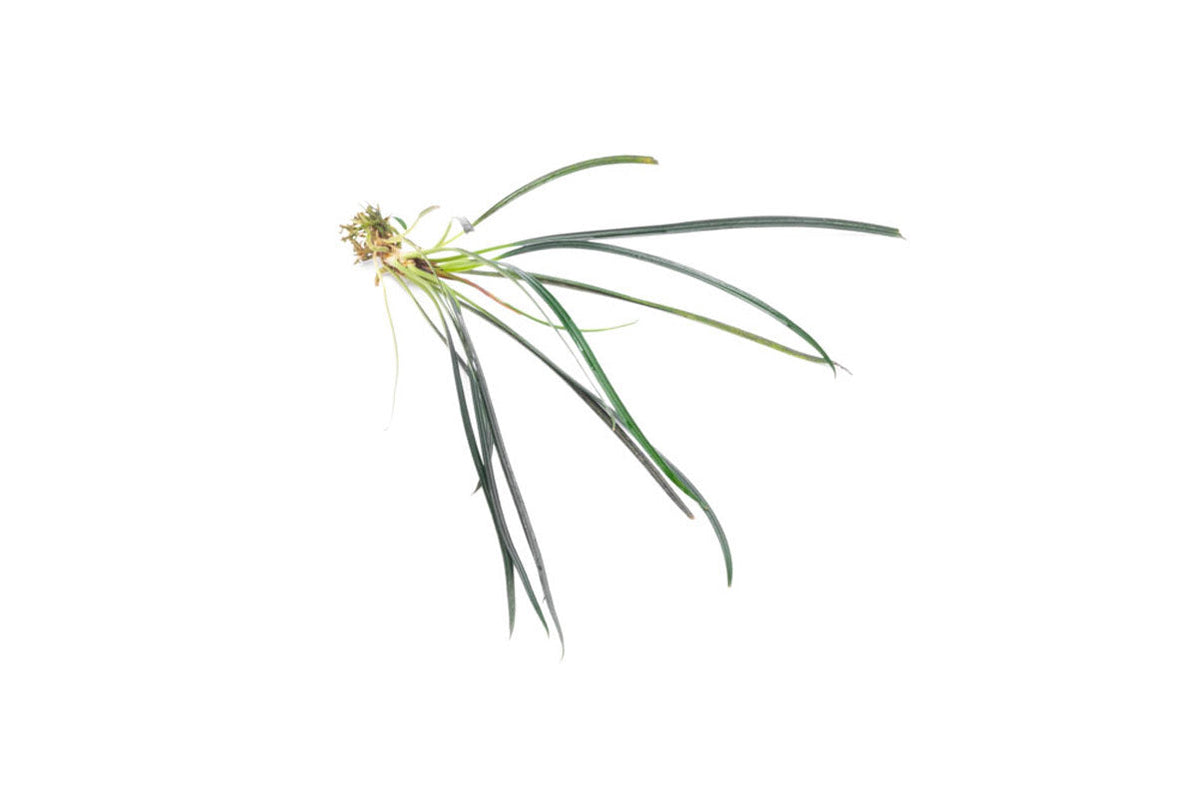 Fenestratarum Culum Live Aquarium Plant | Buce Plant