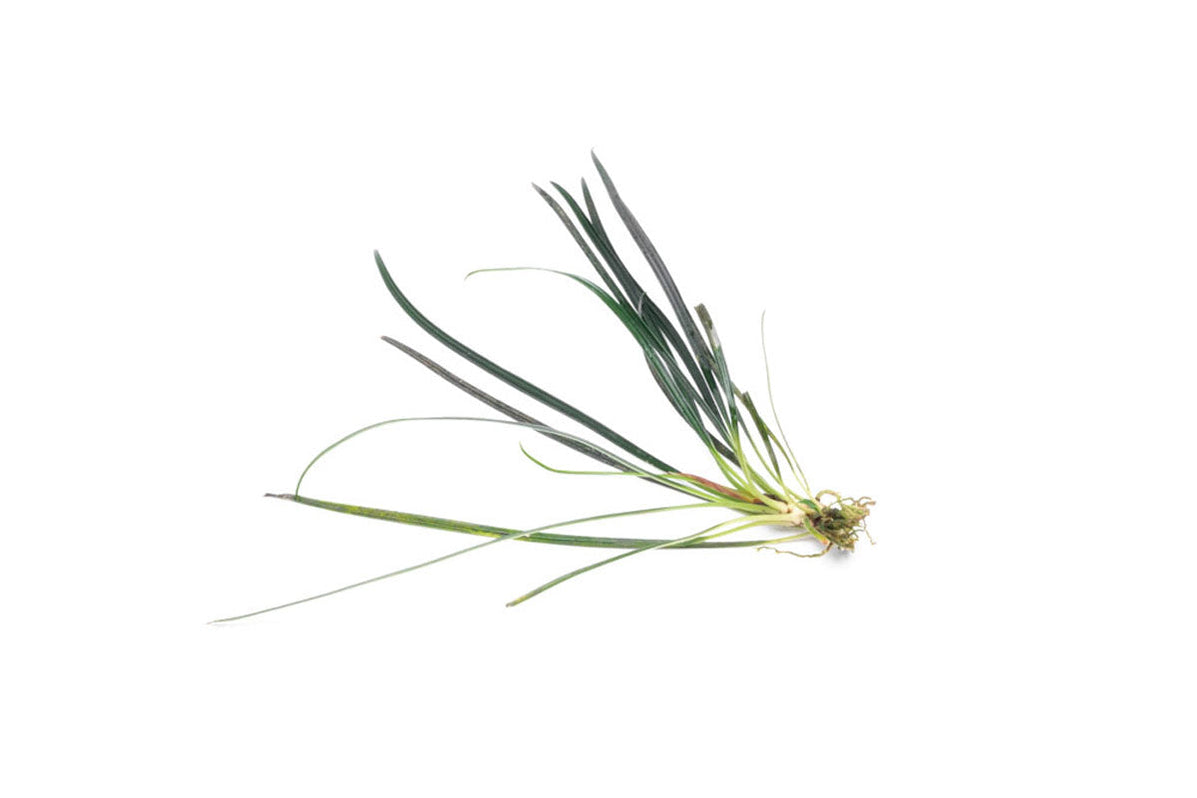 Fenestratarum Culum Live Aquarium Plant | Buce Plant