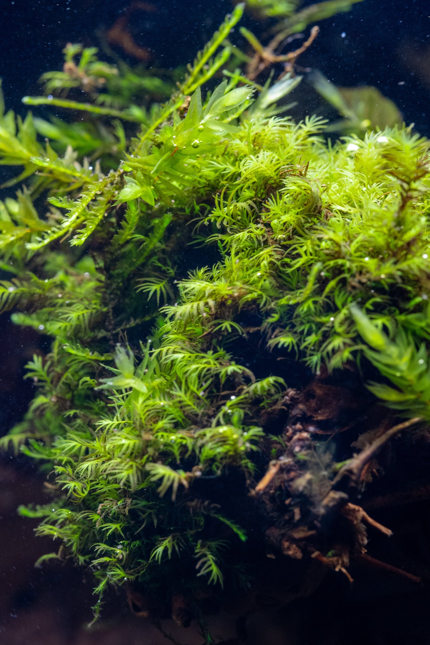 Fissidens Fontanus on Stainless Steel (Large) Aquarium Plant — Buce Plant