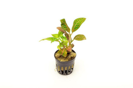 Fittonia Albivenis Skeleton — Buce Plant