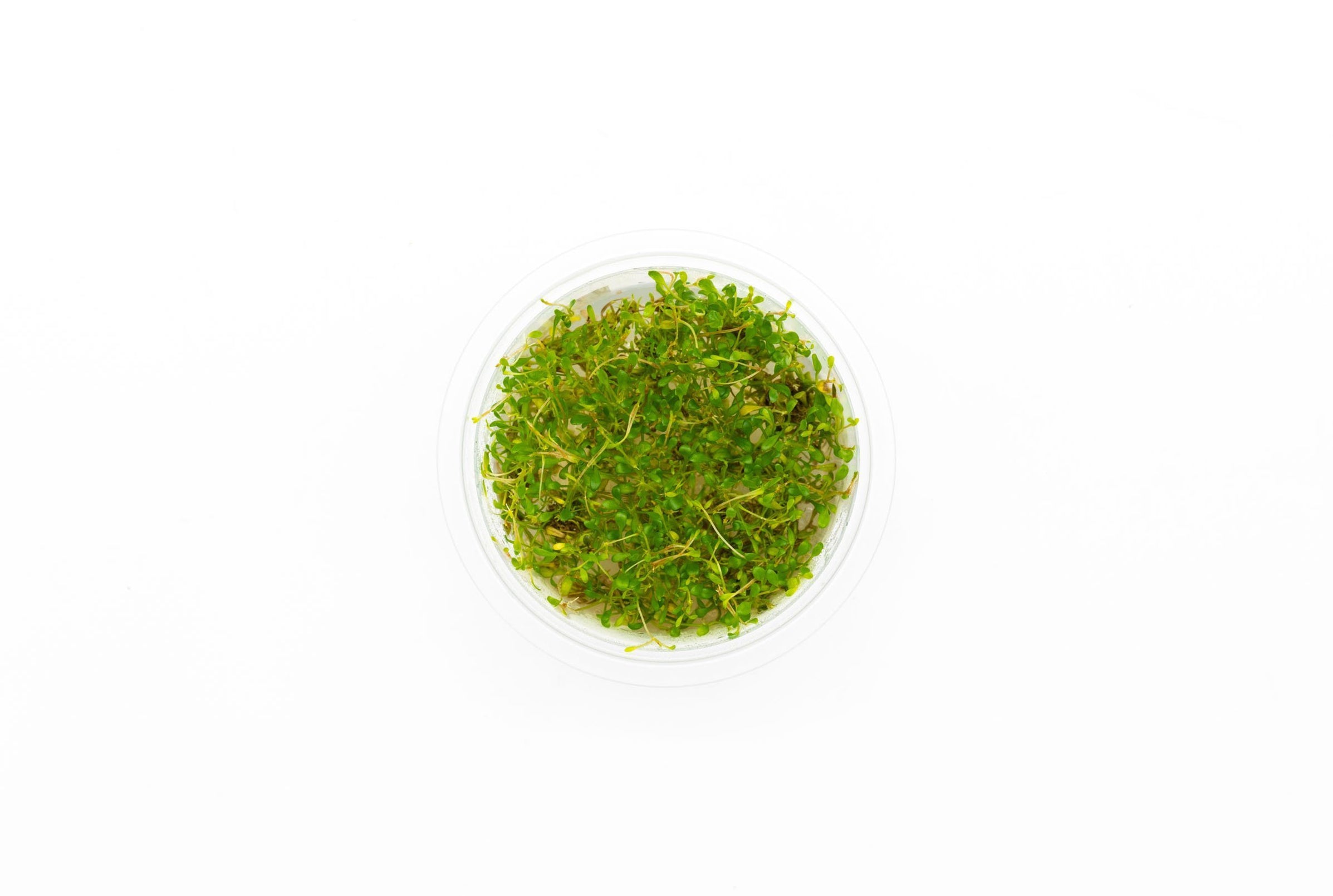 Glossostigma Elatinoides Aquatic Farmer Tissue Culture — Buce Plant