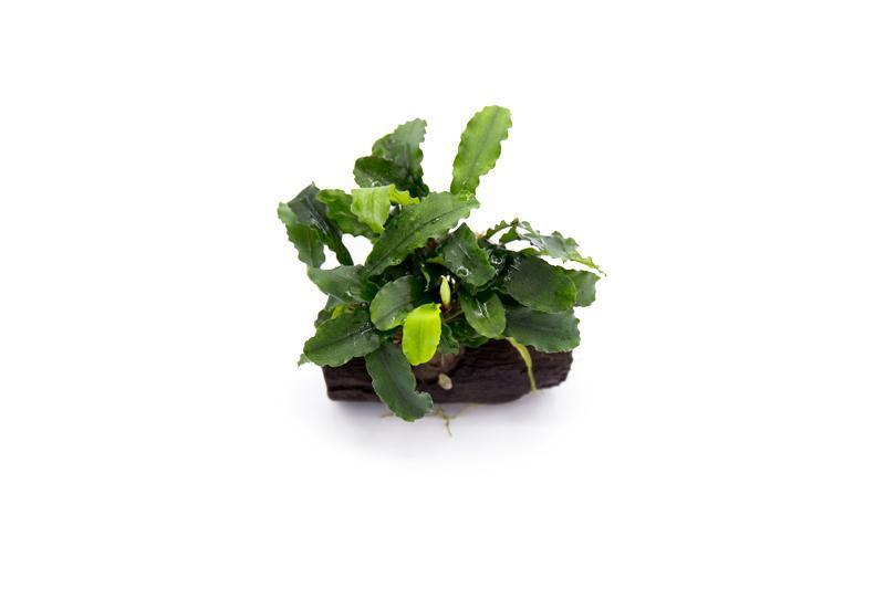Bucephalandra Green Wavy on Driftwood — Buce Plant
