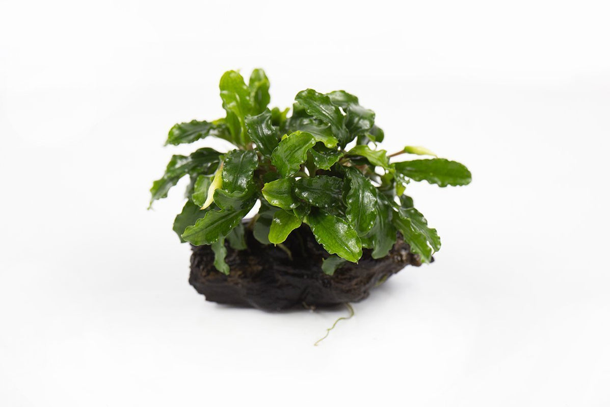 Bucephalandra Green Wavy on Driftwood — Buce Plant