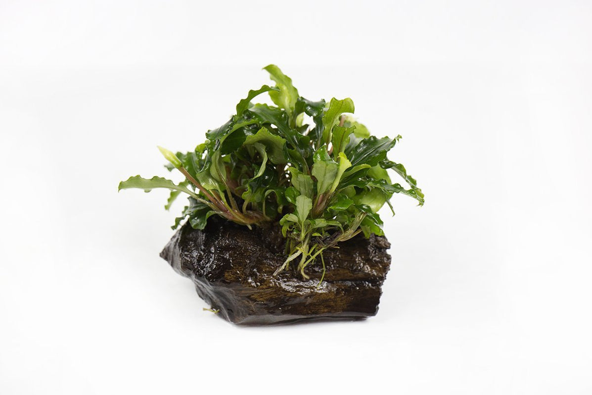 Bucephalandra Green Wavy on Driftwood — Buce Plant