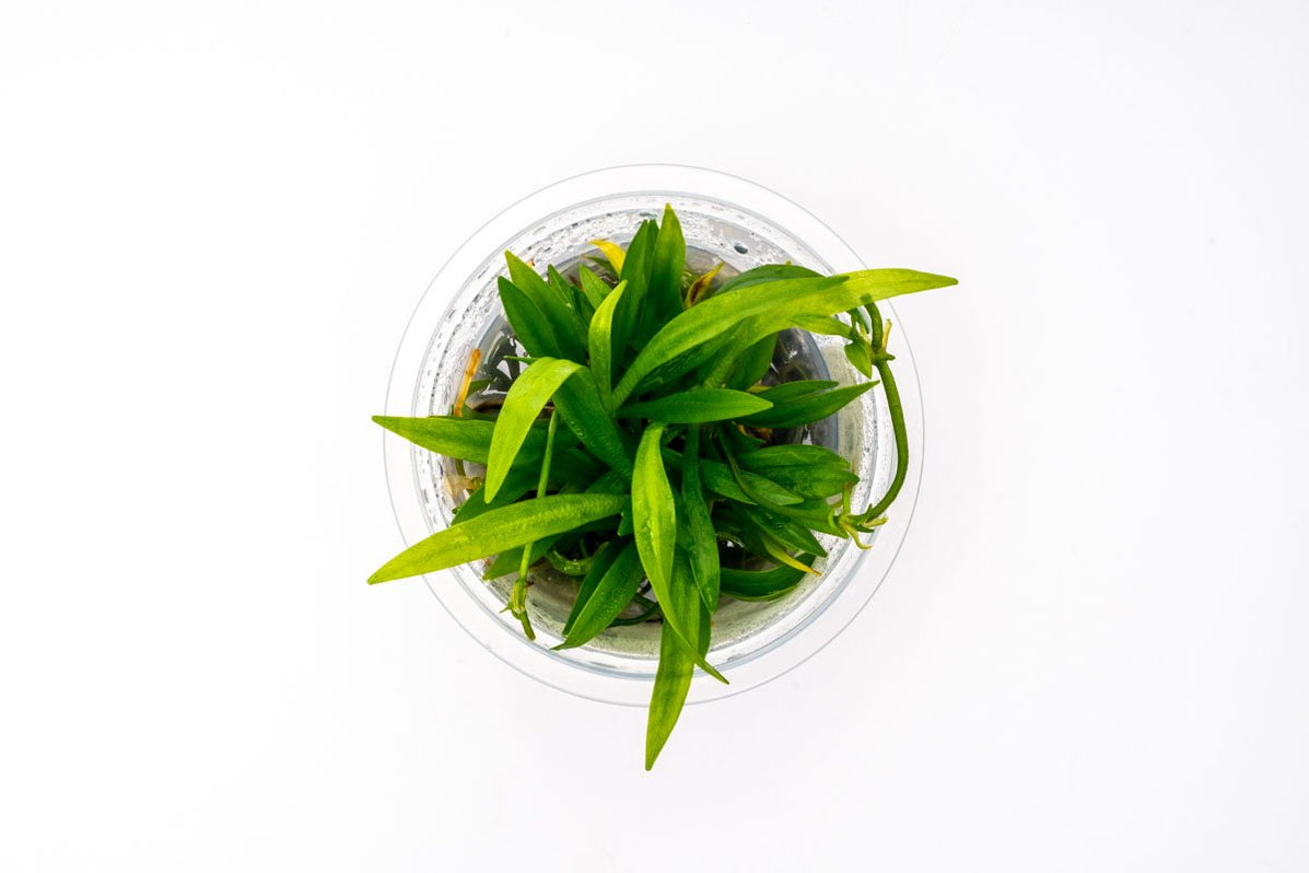 Helanthium Bolivianum Aquatic Farmer Tissue Culture - Buce Plant