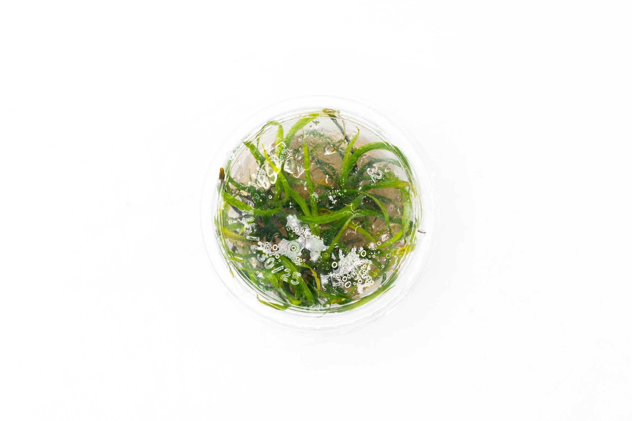 Helanthium Vesuvius Aquatic Farmer Tissue Culture - Buce Plant