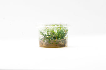 Helanthium Vesuvius Aquatic Farmer Tissue Culture - Buce Plant