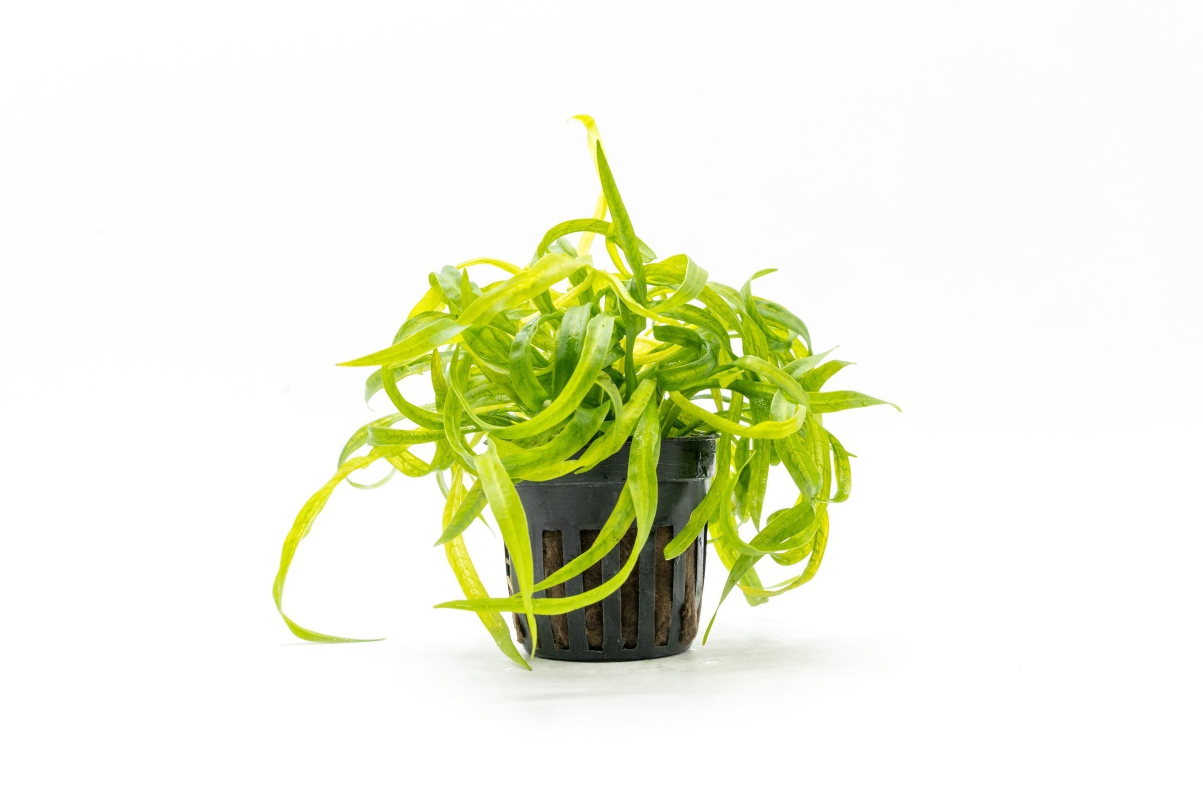 Helanthium Vesuvius (Echinodorus) - Buce Plant