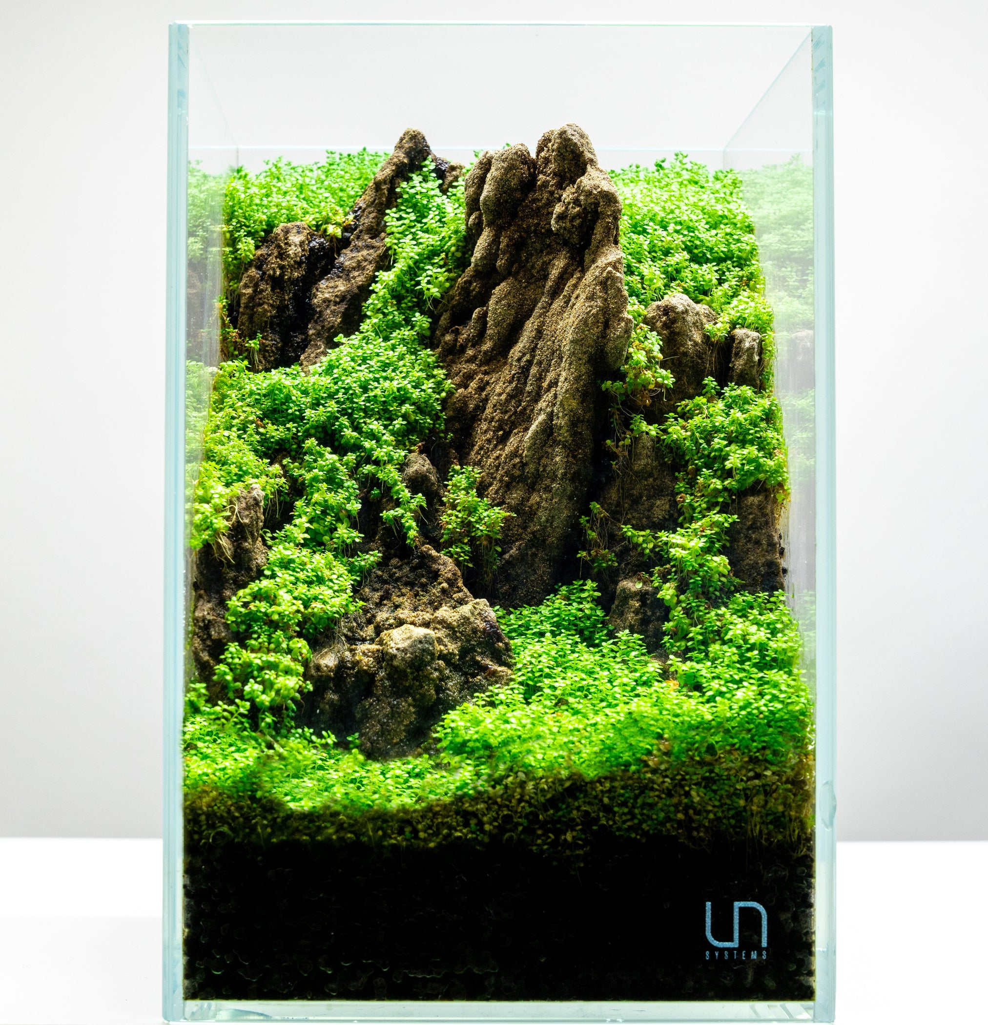 Hemianthus Callitrichoides 'Cuba' UNS Tissue Culture (Dwarf Baby Tears ...