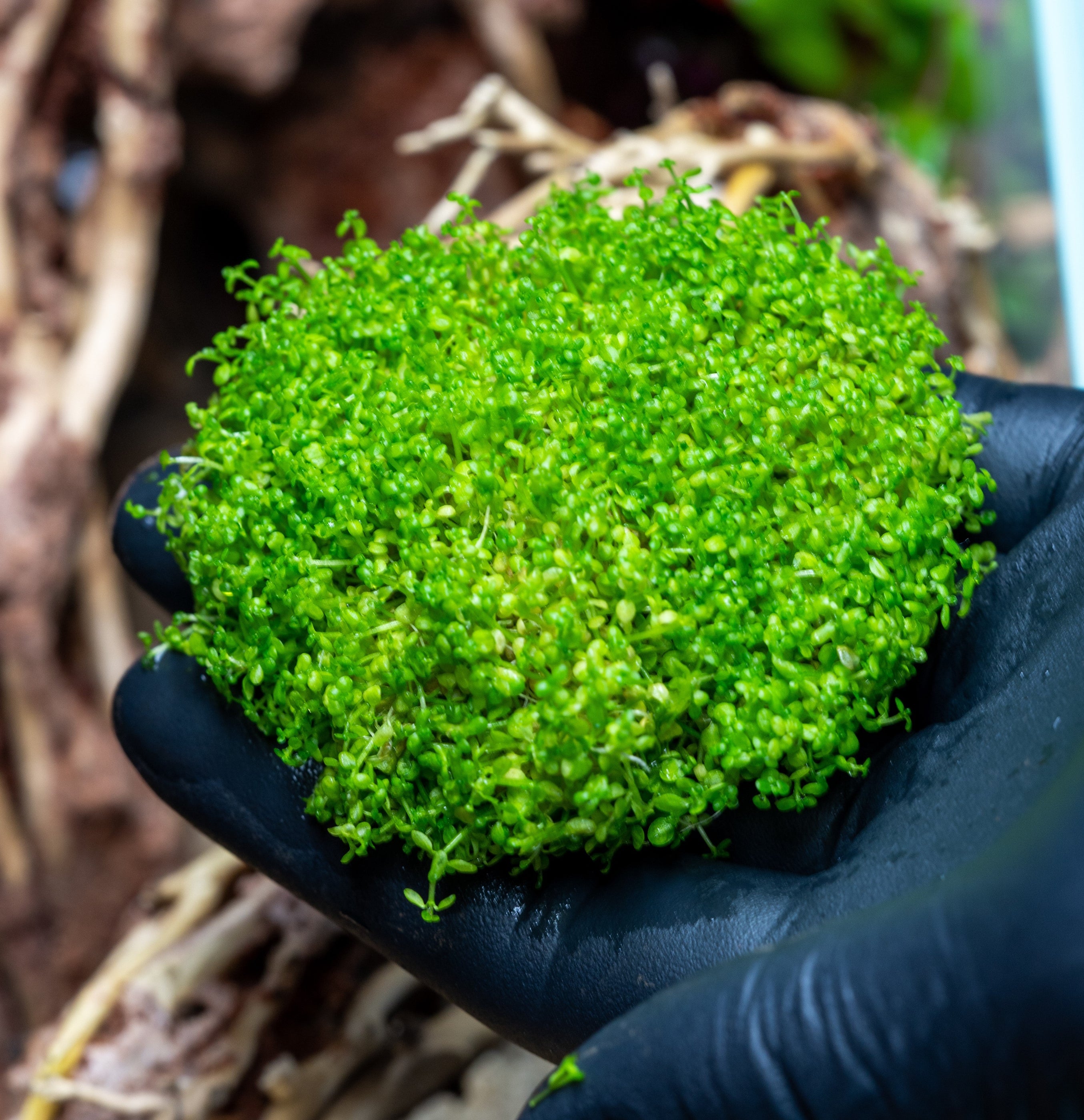 Hemianthus Callitrichoides 'Cuba' UNS Tissue Culture (Dwarf Baby Tears ...