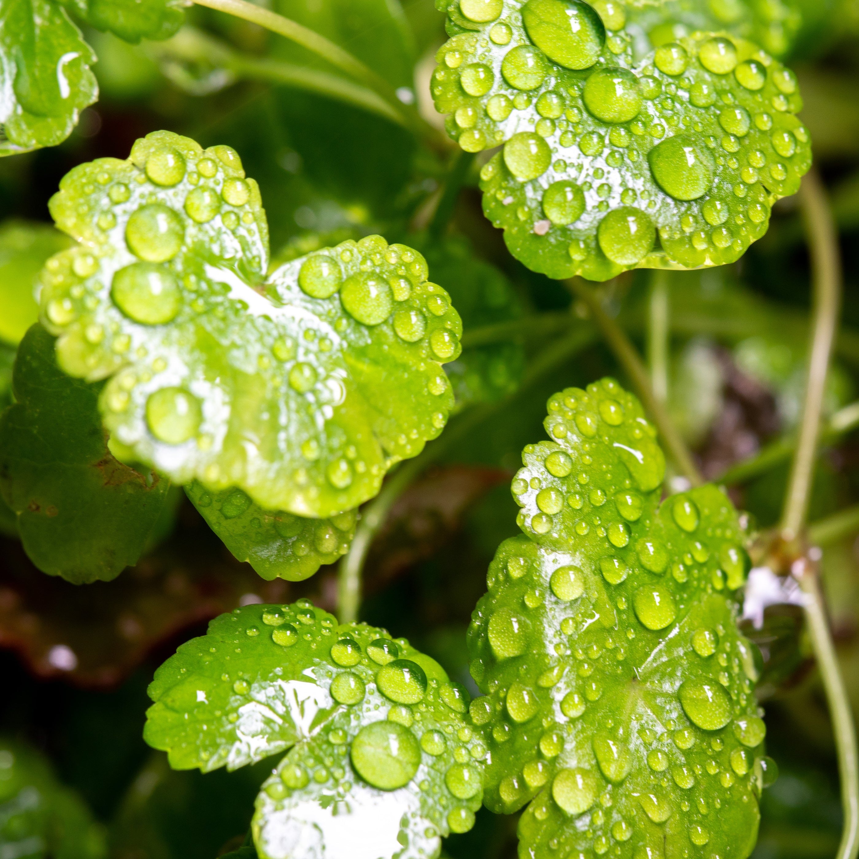 Hydrocotyle Sibthorpioides — Buce Plant