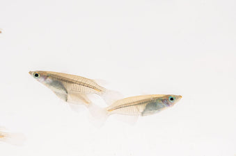 Javanese Medaka Rice Fish - Planted Aquarium and Community Tanks — Buce ...