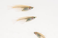 Javanese Medaka Rice Fish - Planted Aquarium and Community Tanks — Buce ...