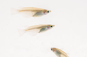 Javanese Medaka Rice Fish - Planted Aquarium and Community Tanks — Buce ...