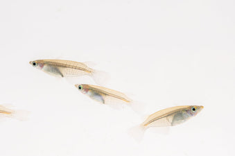 Javanese Medaka Rice Fish - Planted Aquarium and Community Tanks — Buce ...